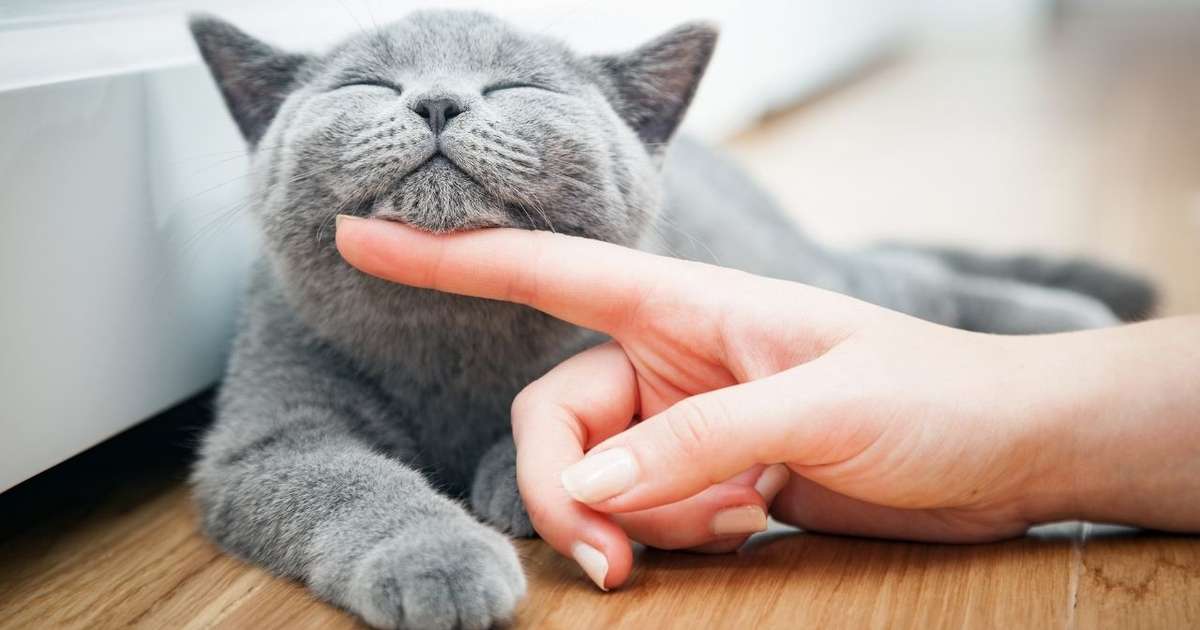 6 dicas para deixar o seu gato mais feliz