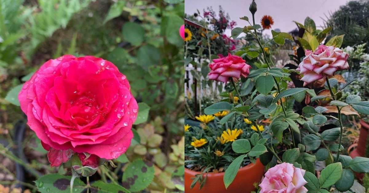 Guia completo para plantar rosas em casa!