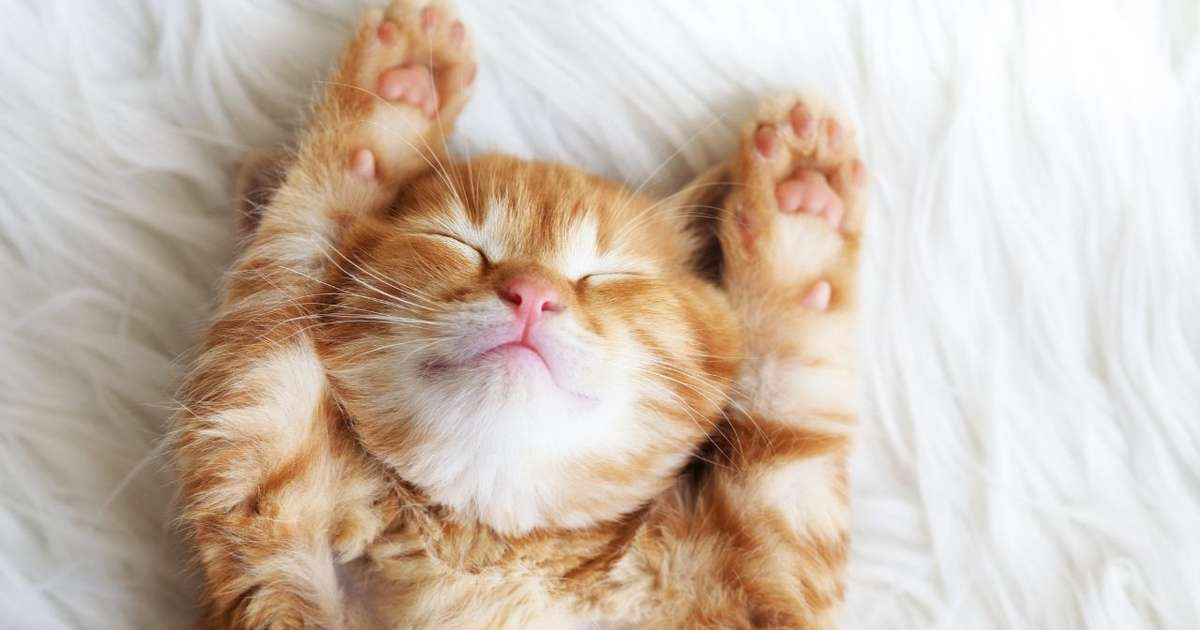 5 dicas para entender seu gato de uma vez por todas