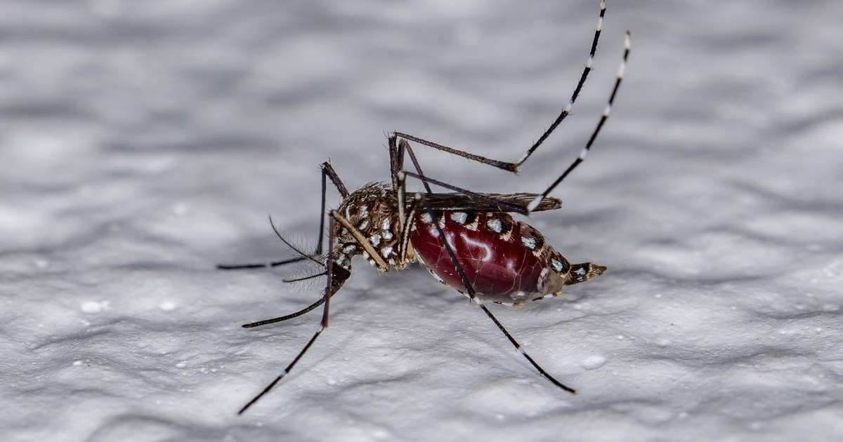 Insetos no verão: saiba como se proteger