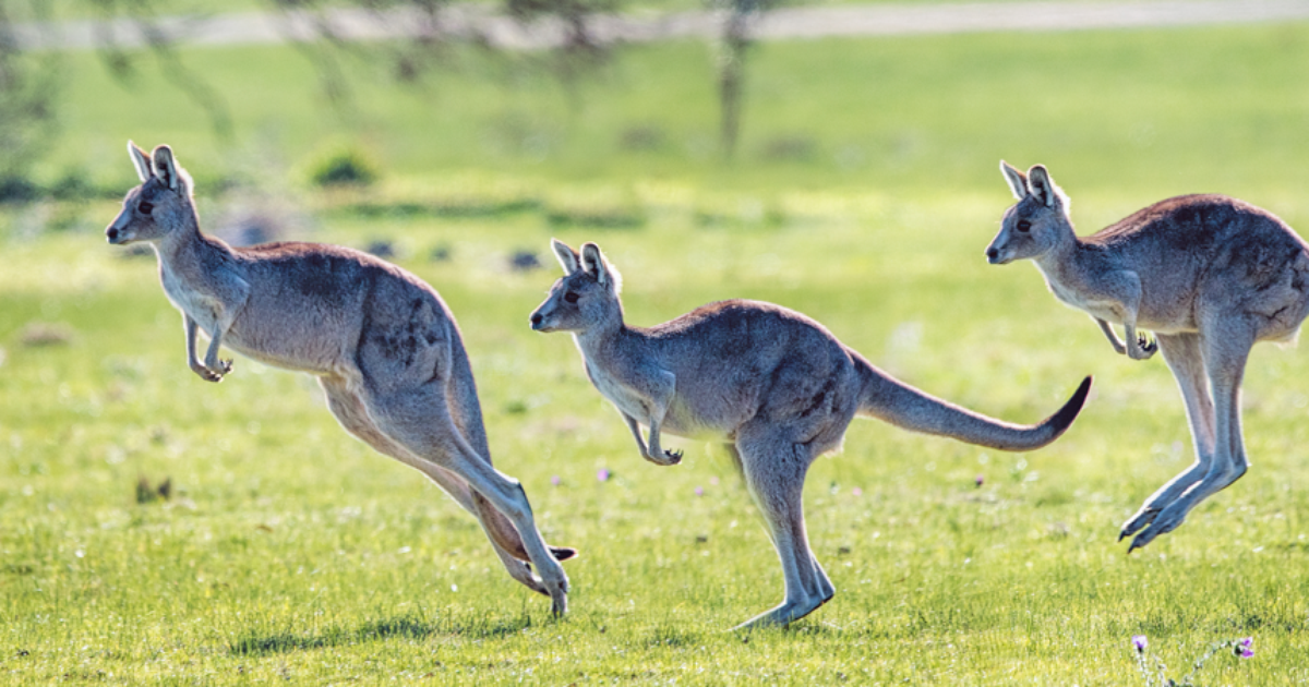 Por que os cangurus começaram a saltar?