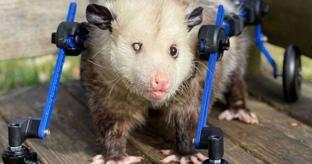 Gambá reaprende a andar com auxílio de cadeira de rodas; assista ao vídeo