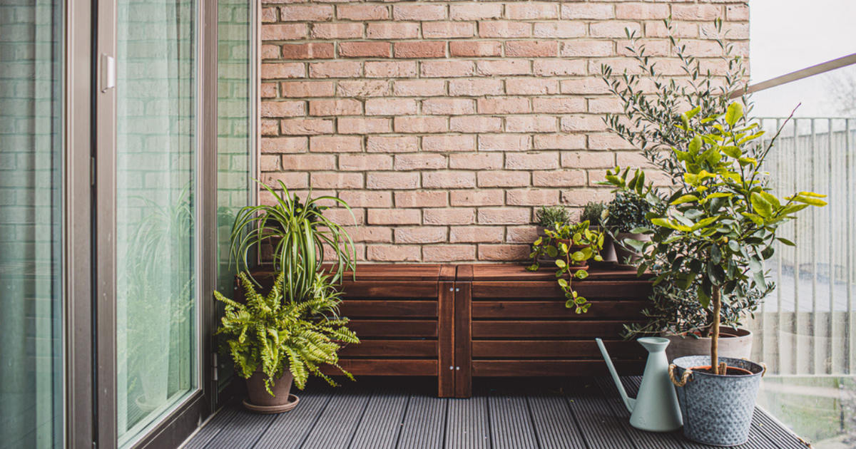 Plantas para varanda: 5 espécies que se dão bem em locais com vento