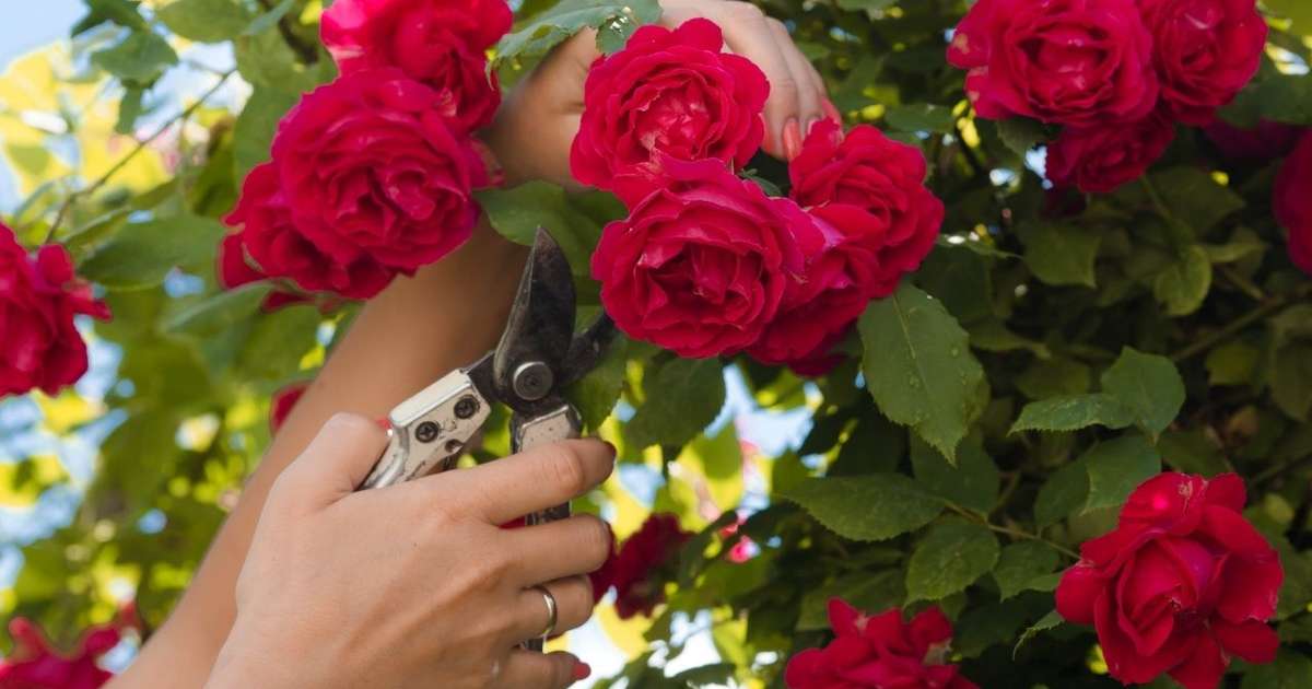 Guia completo para plantar rosas em casa