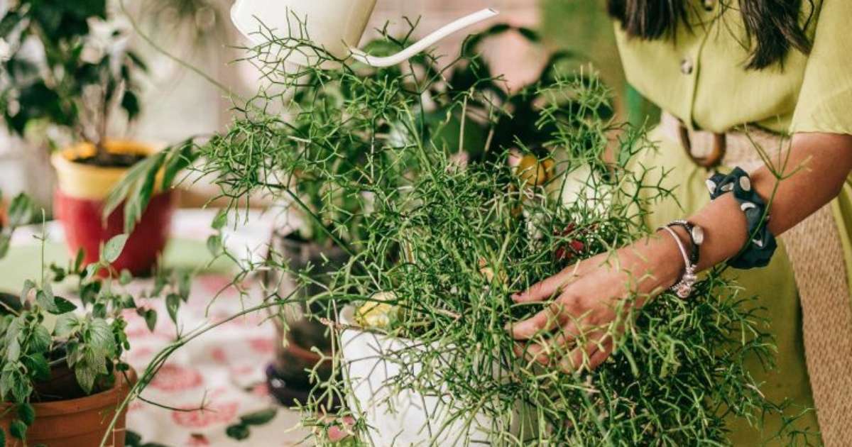 Regando plantas: como, quando e quais ferramentas usar