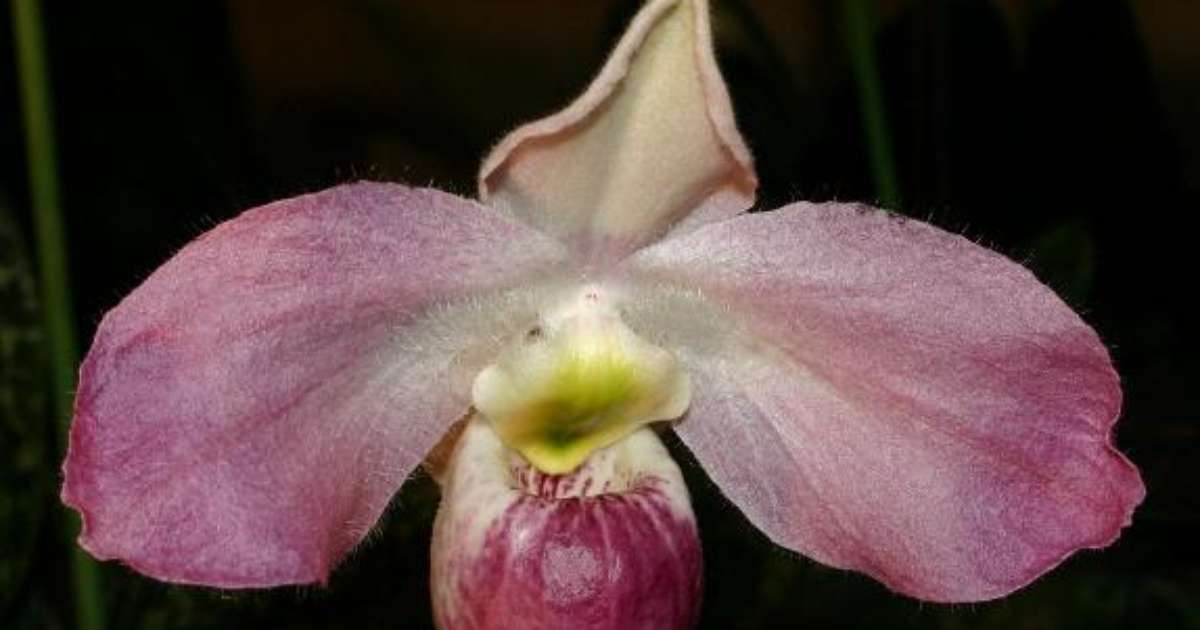 As 10 orquídeas mais raras do mundo