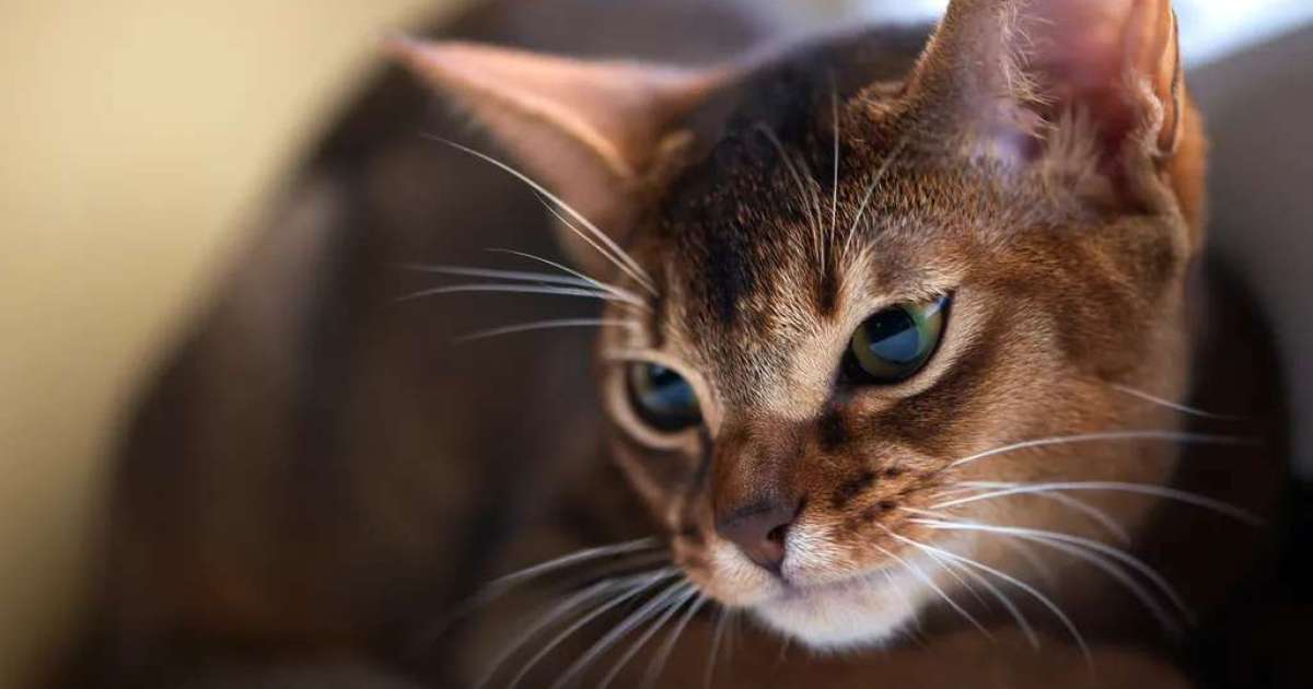 Filme da Netflix aborda mistérios dos gatos; o que ciência sabe sobre eles?