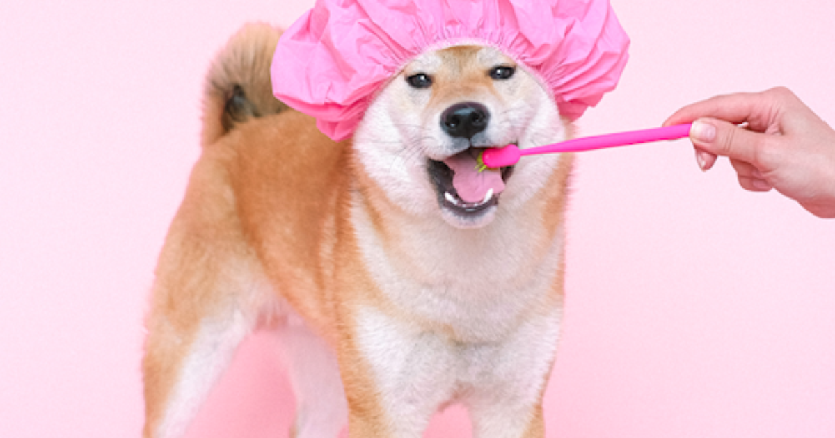Limpar dente de cachorro: descubra como cuidar da saúde bucal do seu cão Limpar dente de cachorro: descubra como cuidar da saúde bucal do seu cão