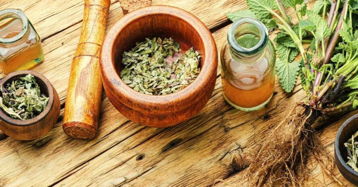 Como usar cada tipo de chá: infusão, pó, tintura ou cápsula