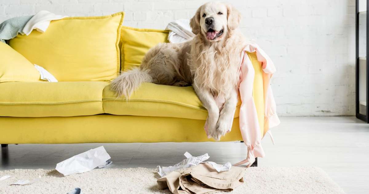 Você tem um pet agitado? 5 dicas para deixá-lo mais calmo