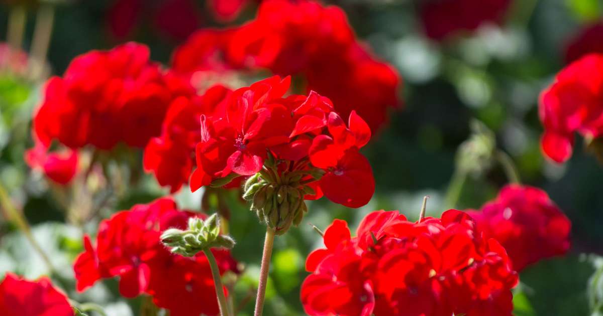 Como plantar e cuidar de gerânios