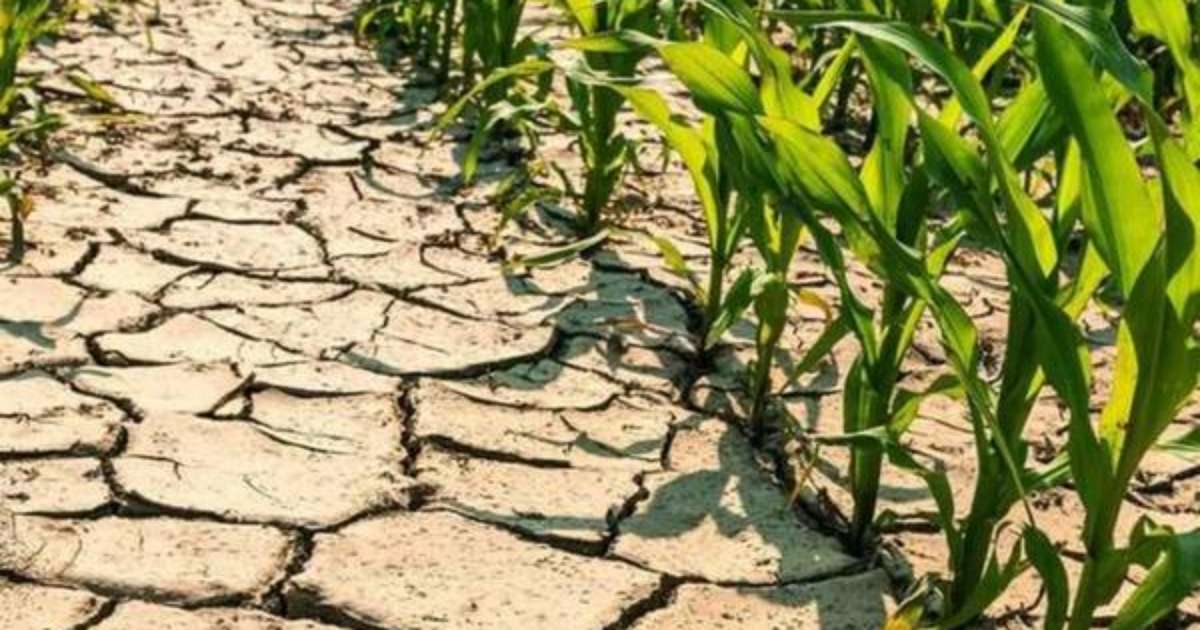 Seca na Europa é a pior dos últimos 500 anos, diz estudo