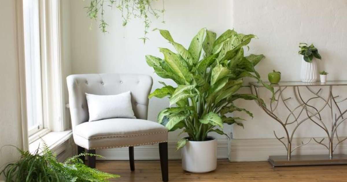 Três plantas e cristais que afastam a inveja e o mau olhado