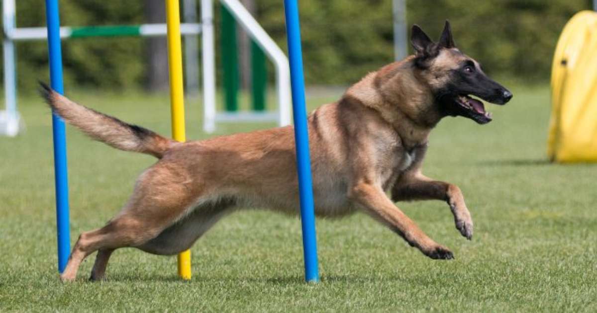 Cauda dos cachorros tem função diferente da esperada, diz estudo
