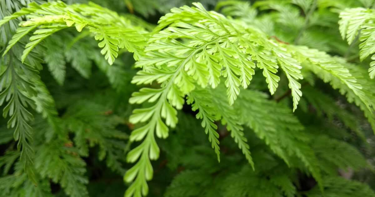 5 plantas fáceis de cuidar para ter em casa