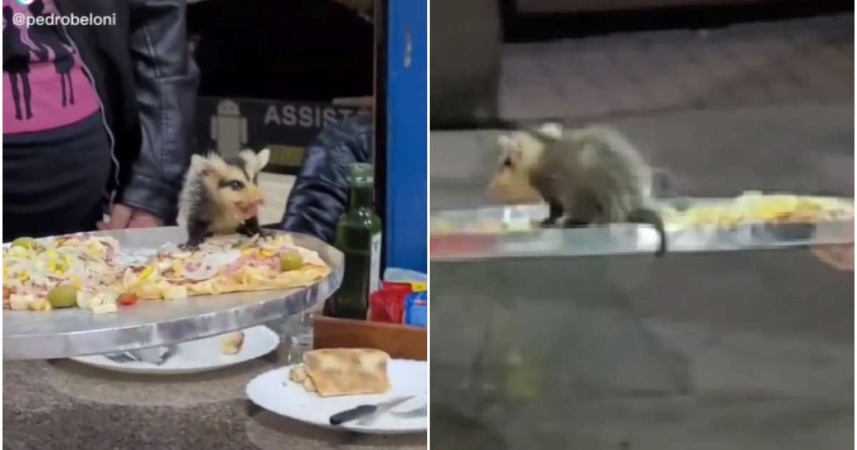 Gambá cai em cima de pizza durante aniversário e vai embora com fatia ...