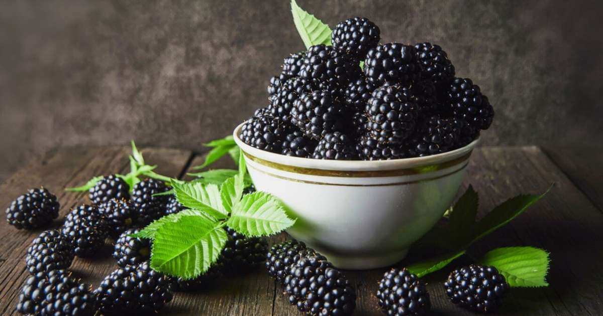 Conheça os benefícios da amora e prepare receitas com a fruta vermelha!