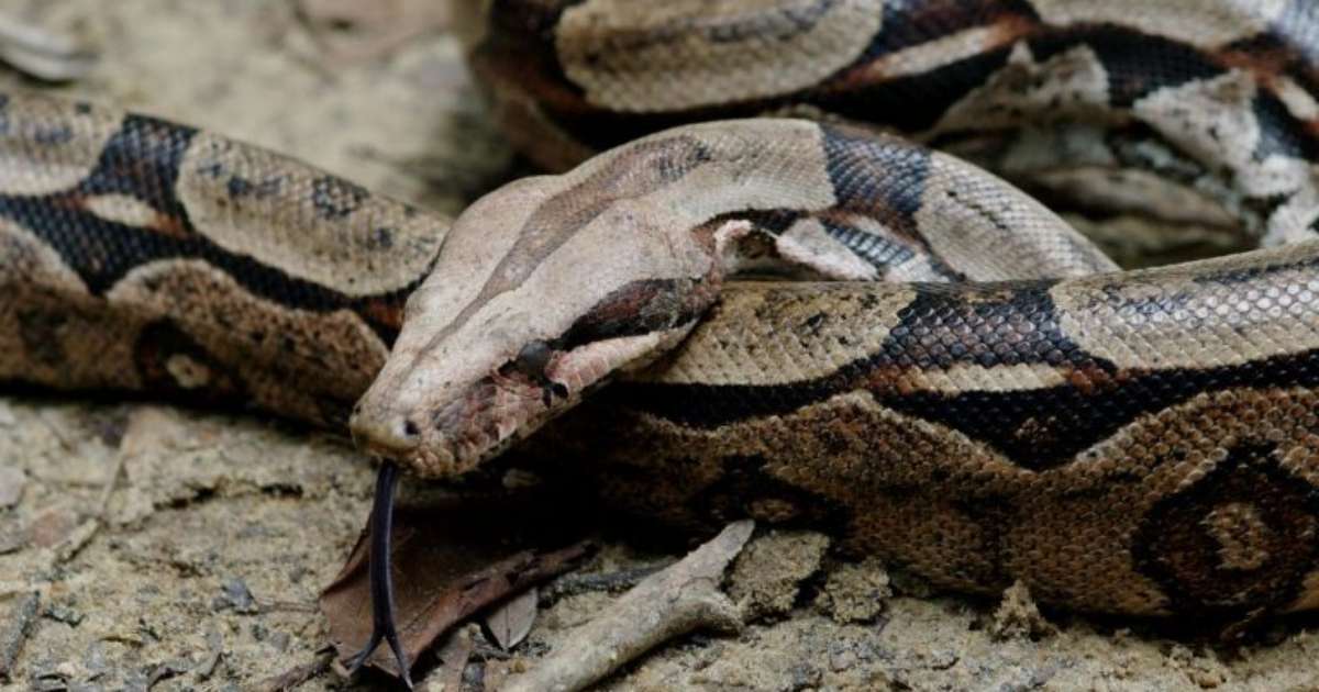 Como as cobras esmagam presas e respiram ao mesmo tempo?