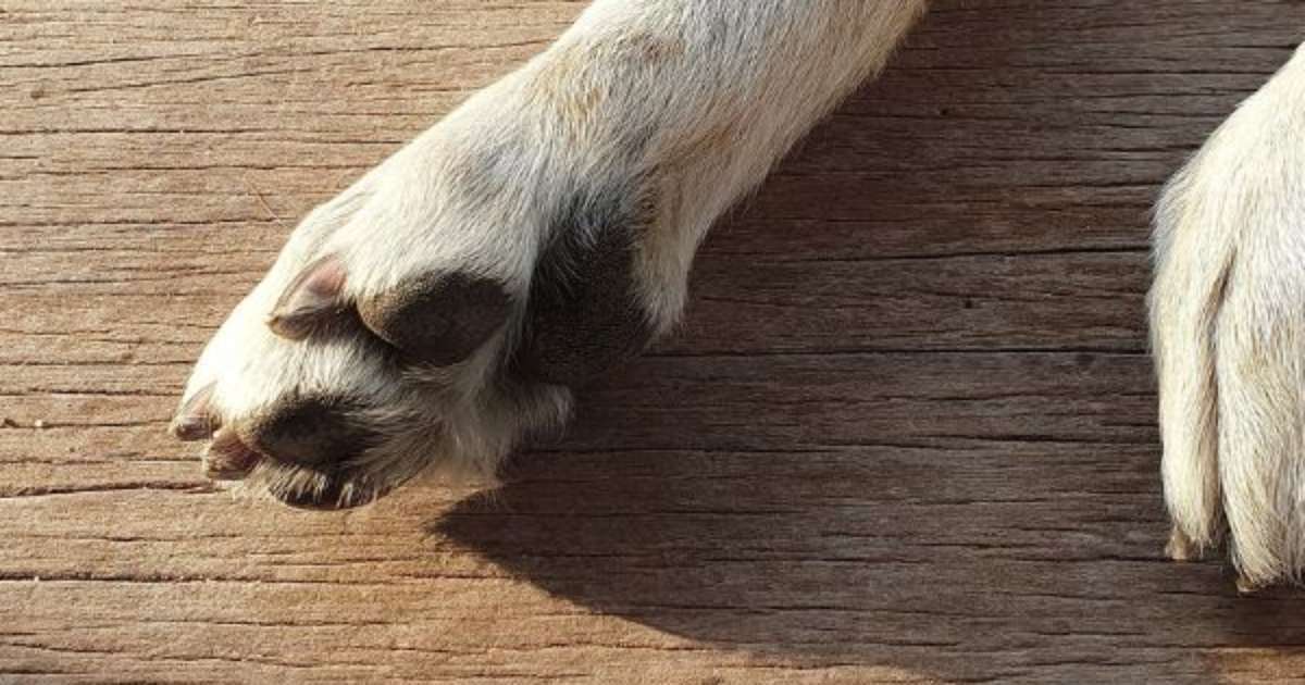 14 cuidados para tomar com seu cão durante o verão