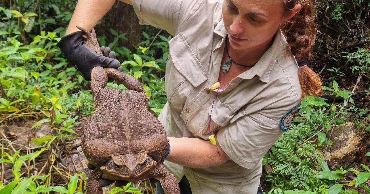Sapo-cururu do tamanho de braço humano é encontrado na Austrália; veja ...