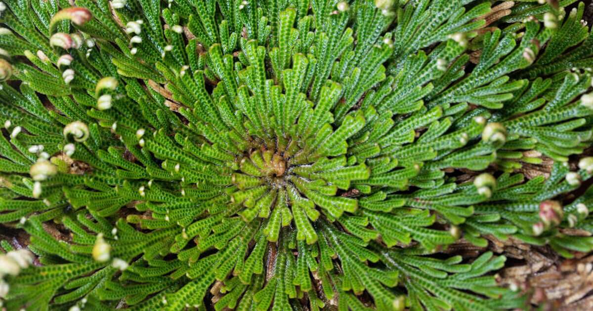 5 amuletos para se proteger da inveja