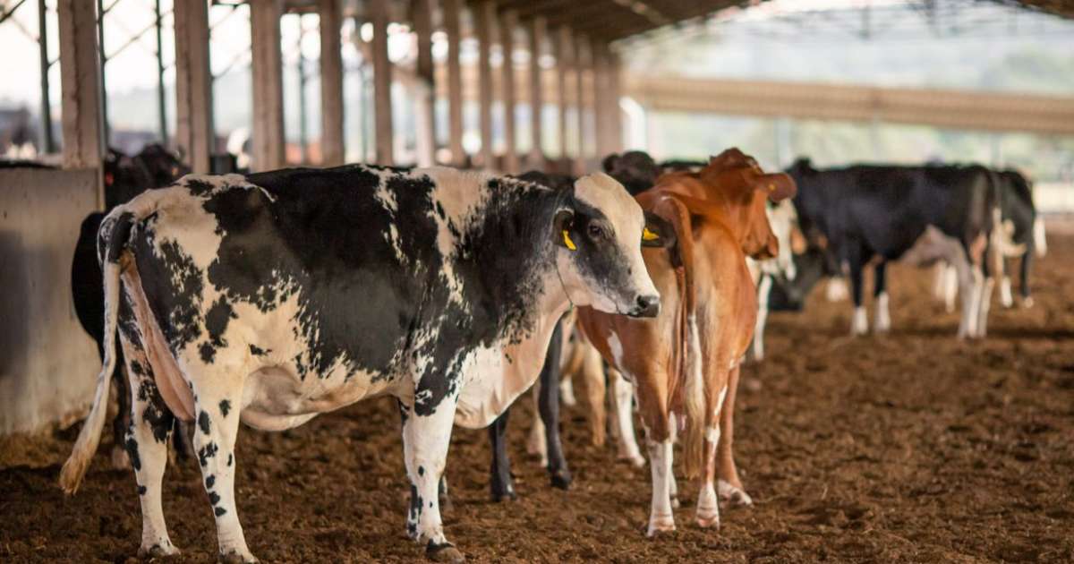 Pará tem caso da vaca louca; o que é a doença e o que causa em humanos?