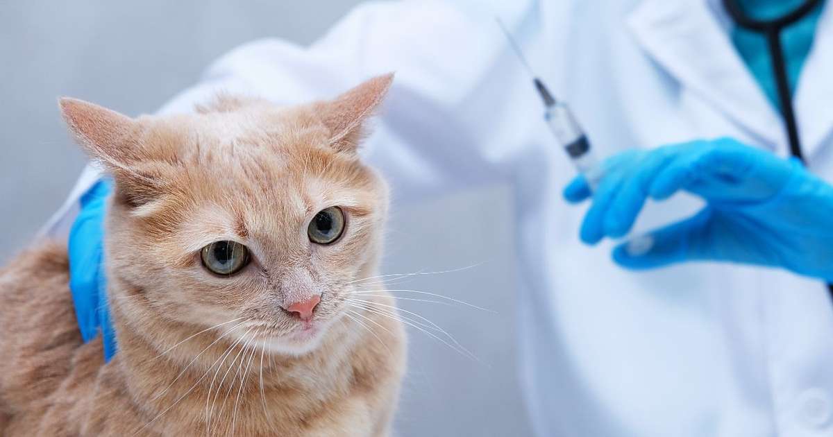 Veterinária tira dúvidas sobre vacinação em pets