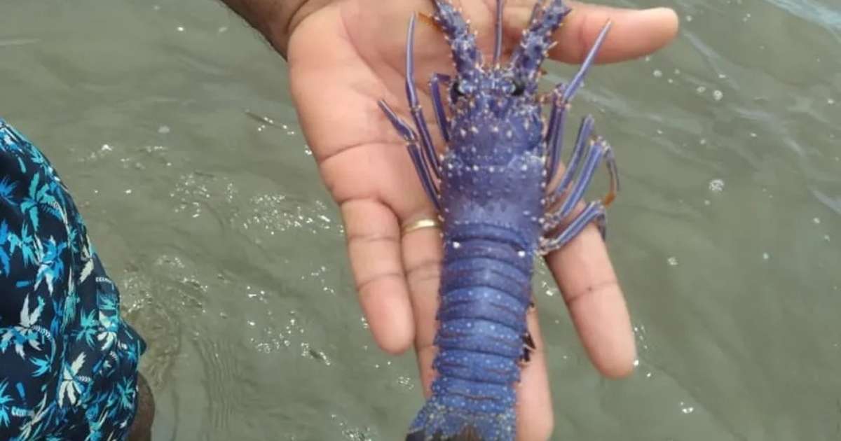 Lagosta azul rara é encontrada por pescador em Alagoas