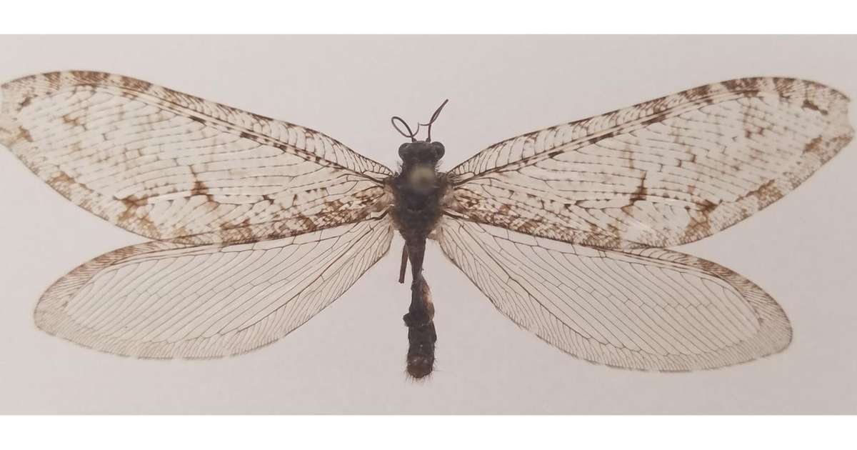 Inseto gigante é visto em loja dos EUA após 50 anos sumido