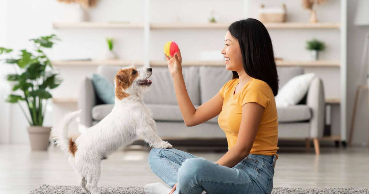 9 tipos de brinquedos divertidos para cachorros