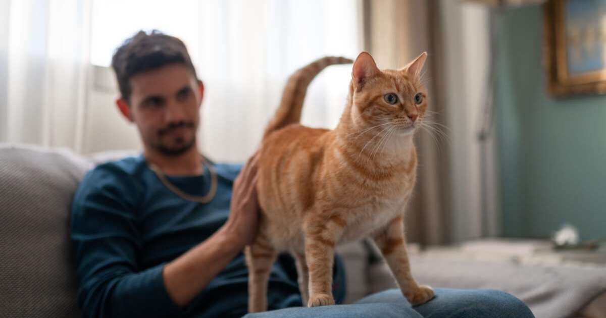 10 motivos para adotar um gato mais velho