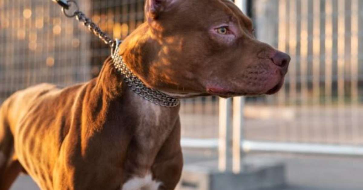 Idosa é atacada por cão da família e morre no RS