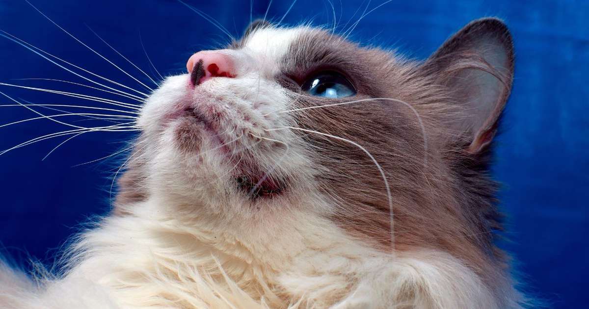 Entenda o que é acne felina e aprenda a evitar esse problema