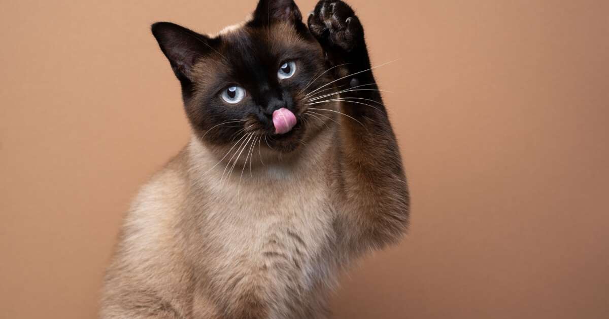 Conheça as principais características do gato siamês