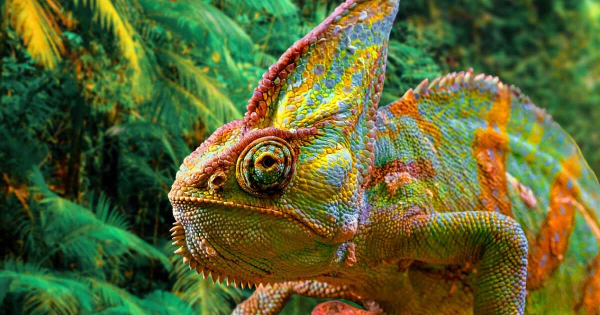 Veja as características do camaleão e saiba como cuidar dele em casa