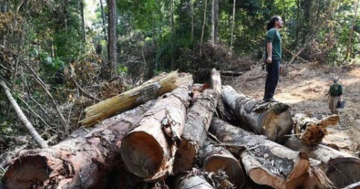 Desmatamento na Amazônia tem 2º pior trimestre desde 2016