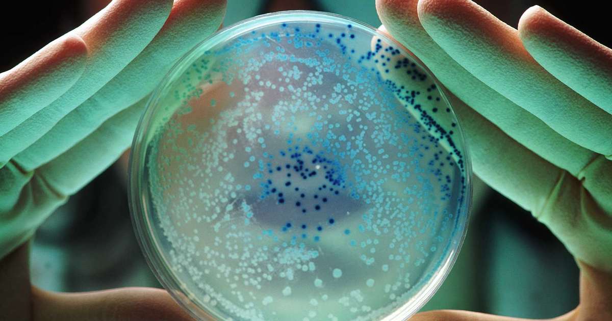 Escherichia coli: o que você precisa saber sobre essa bactéria