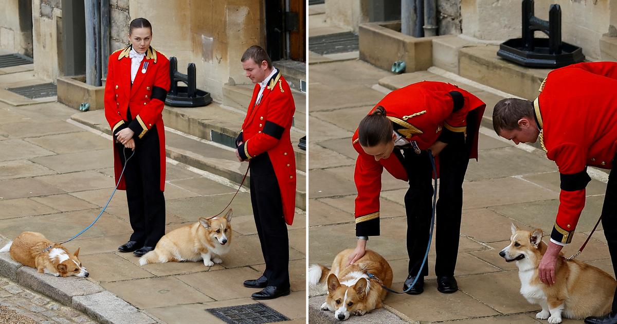 Saiba como estão os cachorros da rainha Elizabeth II 7 meses após morte ...