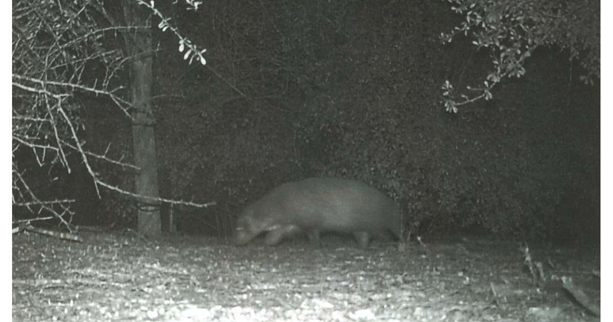 Animal misterioso ronda parques e intriga cientistas nos EUA