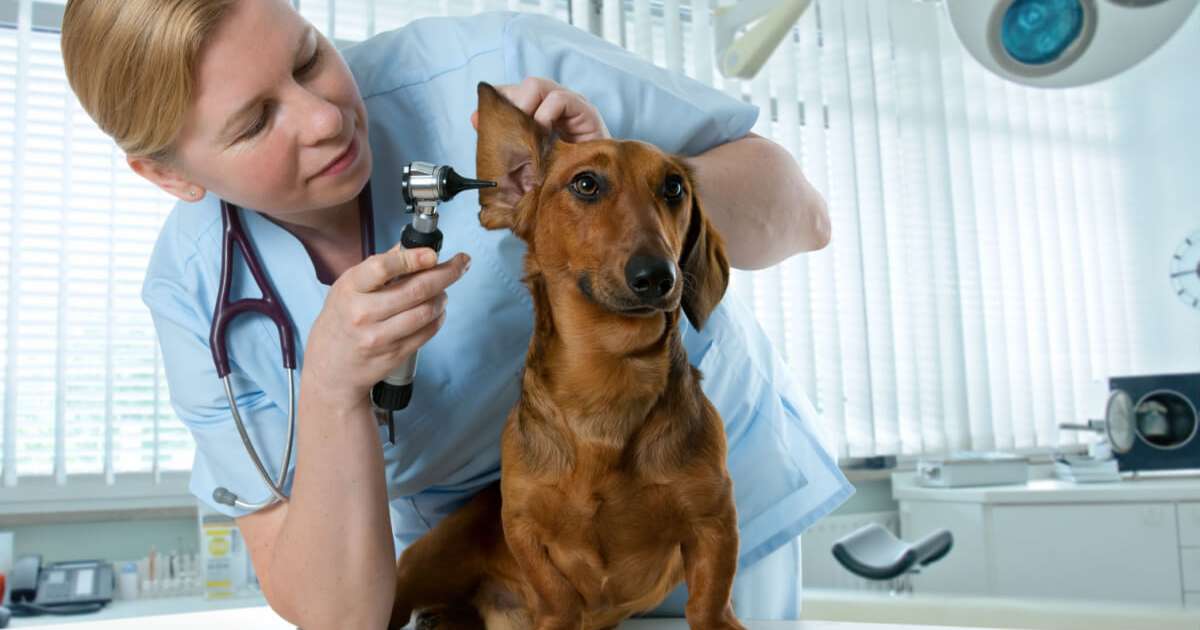 Veja as causas e os sintomas da otite em cães e gatos