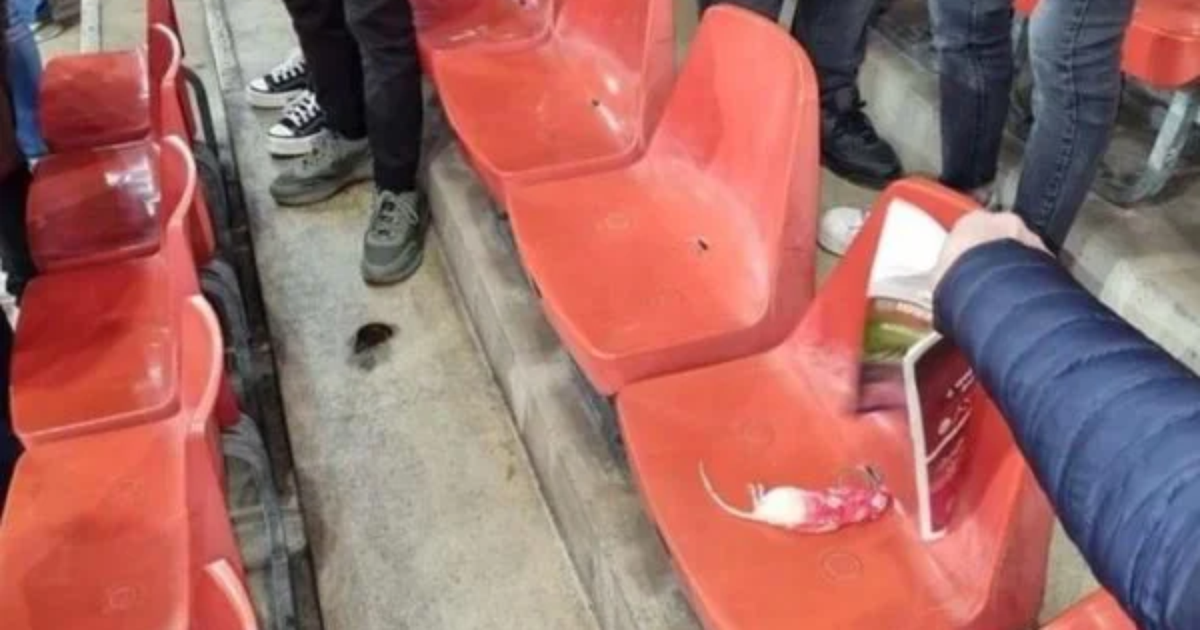 Torcedores atiram ratos mortos em direção a torcida rival em partida de ...