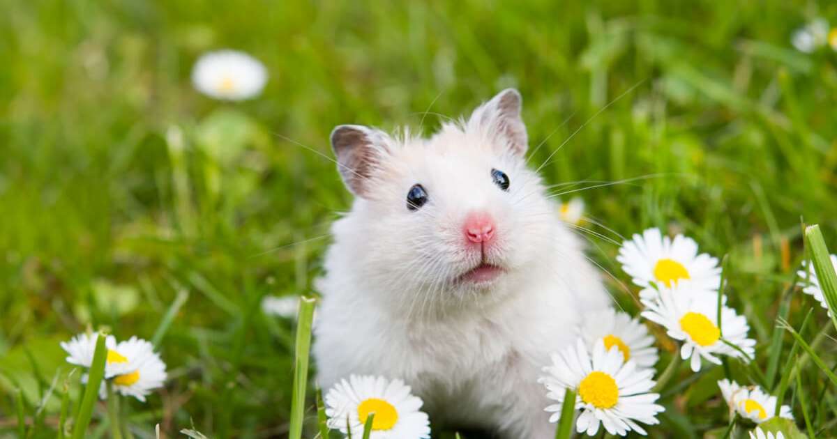 5 roedores que podem ser animais de estimação
