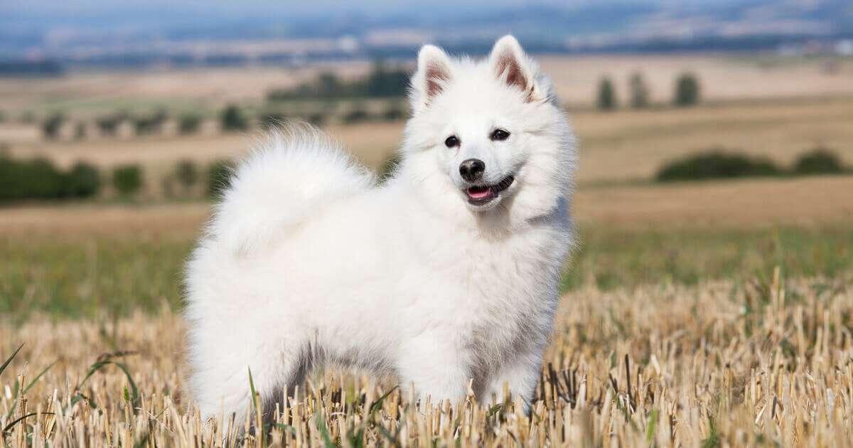 Saiba como cuidar de um cachorro da raça spitz alemão