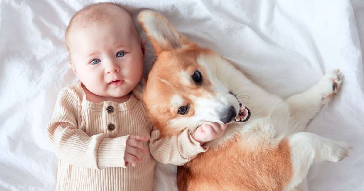 Bebê novo em casa? Saiba como adaptar o pet a essa novidade
