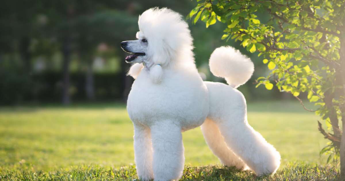 4 opções de tosa para cães da raça poodle