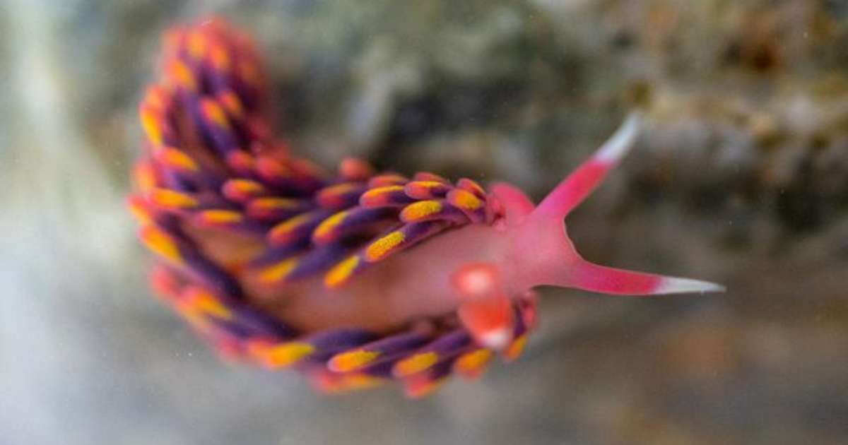 Arco-íris animal: lesma colorida extremamente rara é vista no Reino Unido