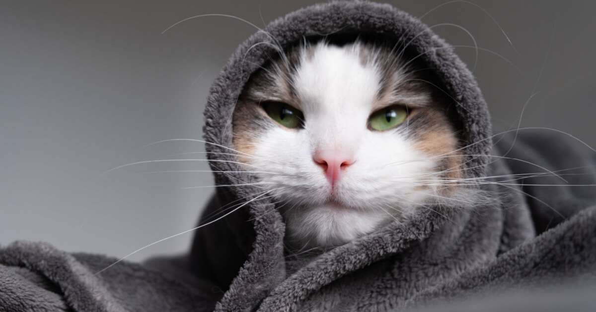 6 dicas para cuidar do seu gato nos dias frios