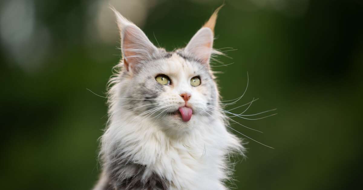4 cuidados com o gato da raça maine coon