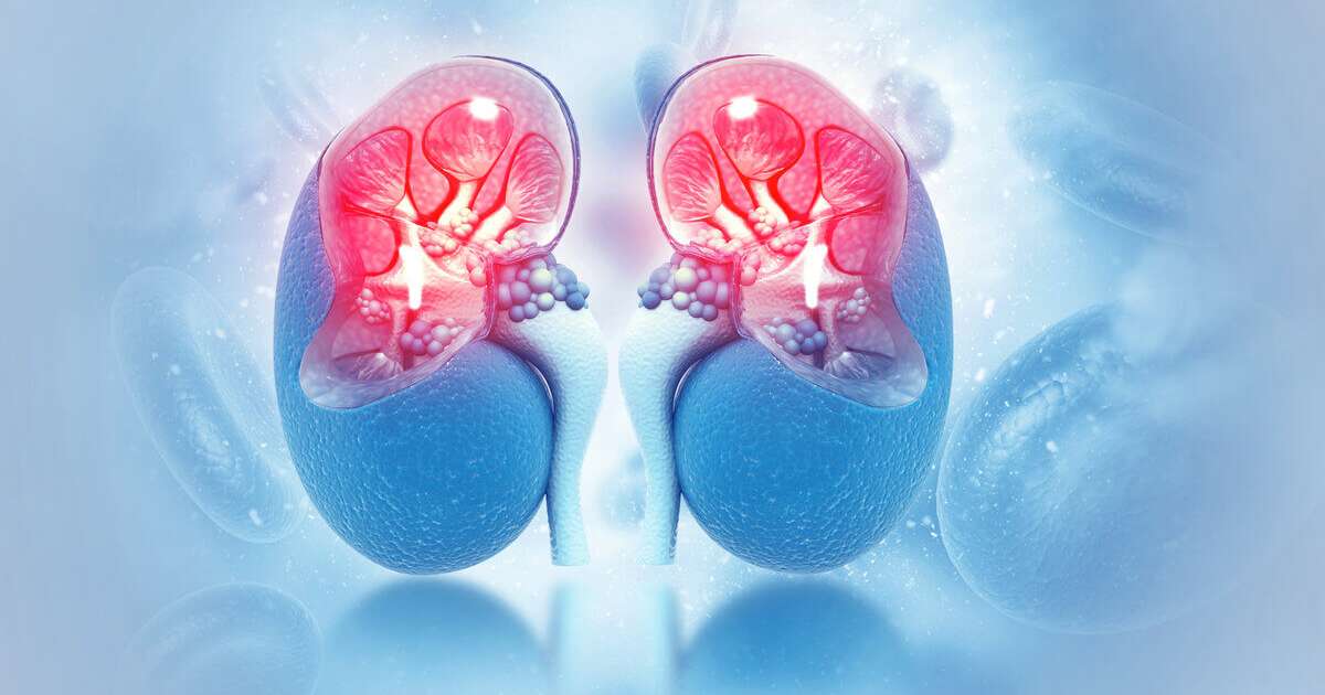 5 dicas para proteger a saúde dos rins