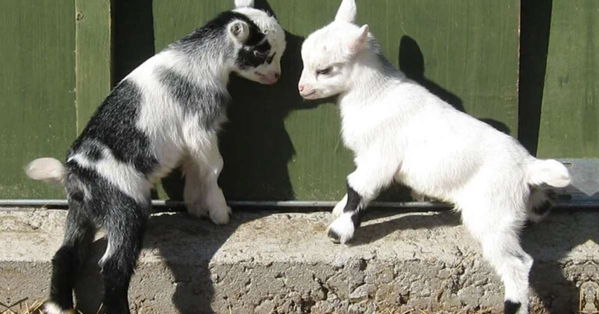 Ter uma mini cabra de estimação exige cuidados especiais